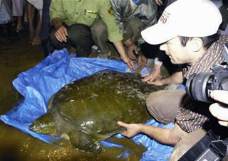 Phải chăng "cụ rùa" Hồ Gươm còn nhiều họ hàng? - Báo Công an Nhân dân ...